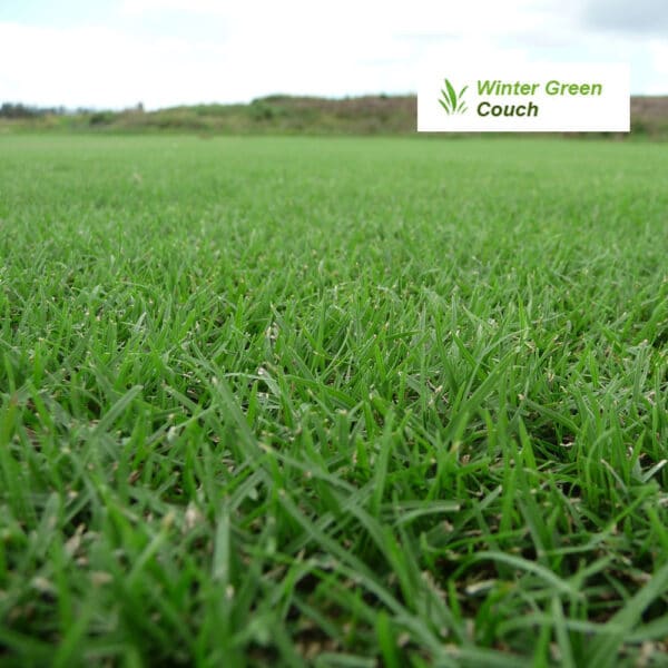 Wintergreen Turf Couch - Hancey's Turf